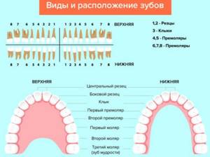 4 Common Types of Dental Formulas