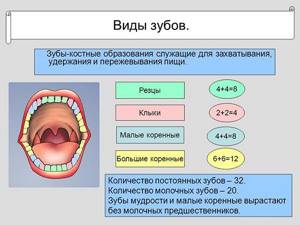 4 Common Types of Dental Formulas