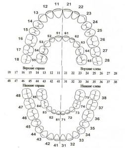 4 Common Types of Dental Formulas